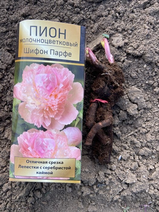 Пионы молочноцветковые и гибриды "Шифон Парфе", 1 шт, р-р 2-3, Весна ...